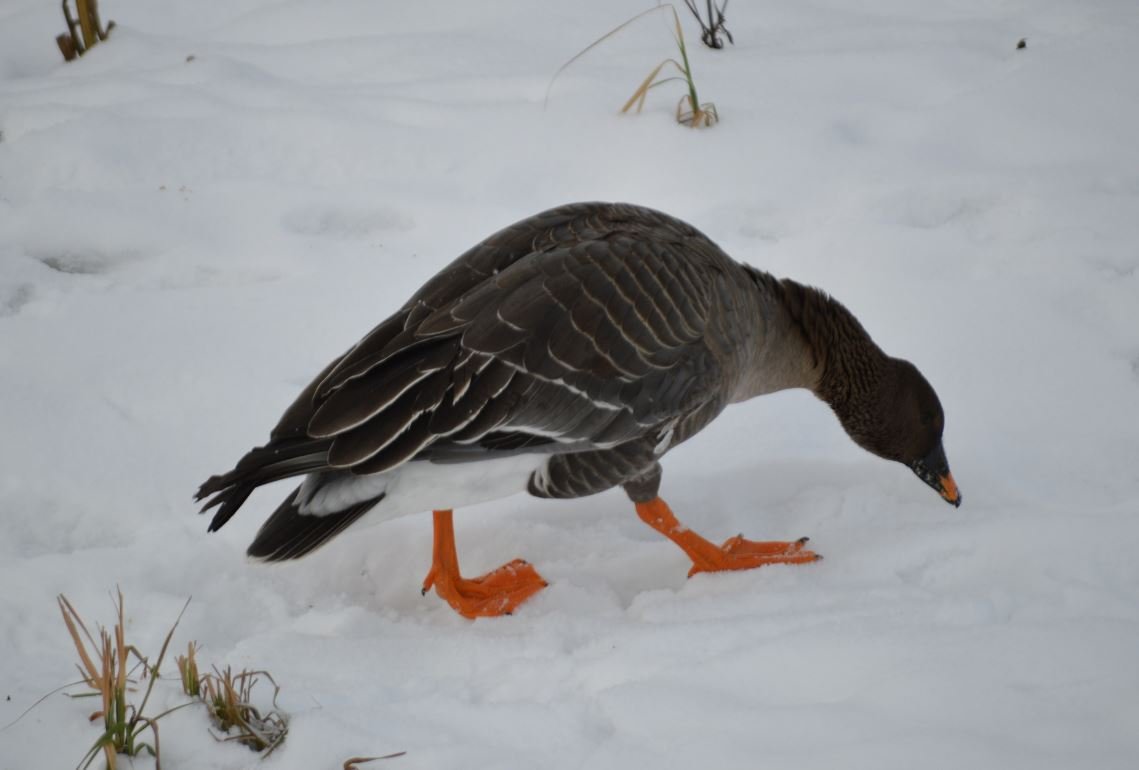 Восточный Тундровый Гусь, Anser serrirostris, Птицы Новгородской области, 3 декабря 2022г