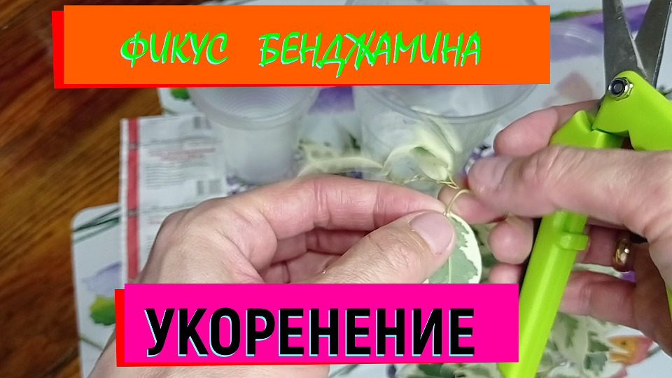 ФИКУС БЕНДЖАМИНА.УКОРЕНЕНИЕ#фикусбенджамина#укоренение#домашнийфикусбенджамина#фикусбенджаминаразмно