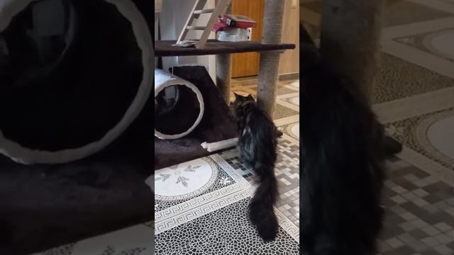 Смешные животные. Кот и кролик. Мейн-кун. Лучшие приколы 2021.