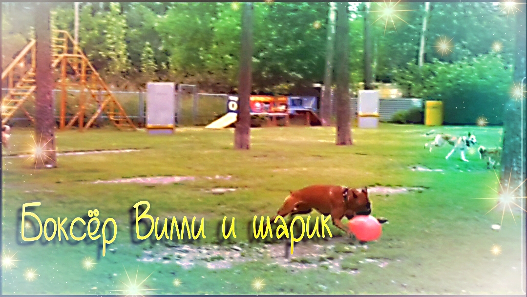 Вилли - боксёр и шарик