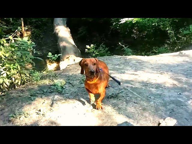 Карликовая Такса Радар. Гуляем в парке 4.08.2020