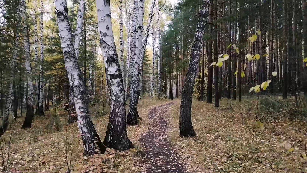 Прогулка в Каменском лесу