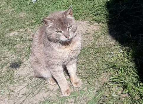 Местный кот, перекус.