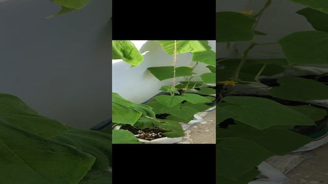 Огурцы в пакетах 2019