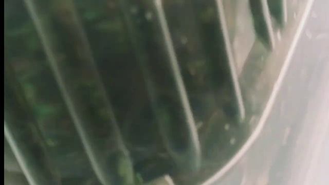 Зелёное сердце нашей страны