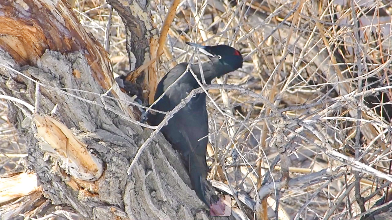 Встречи с пернатыми IV (вяхирь, белая трясогузка, желна, чечевица)