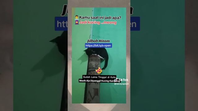Meong Cewek Jilbab Hitam Open BO Meme Sudah Lama Tinggal Dikota Masih Aja Dipanggil Kucing Kampung