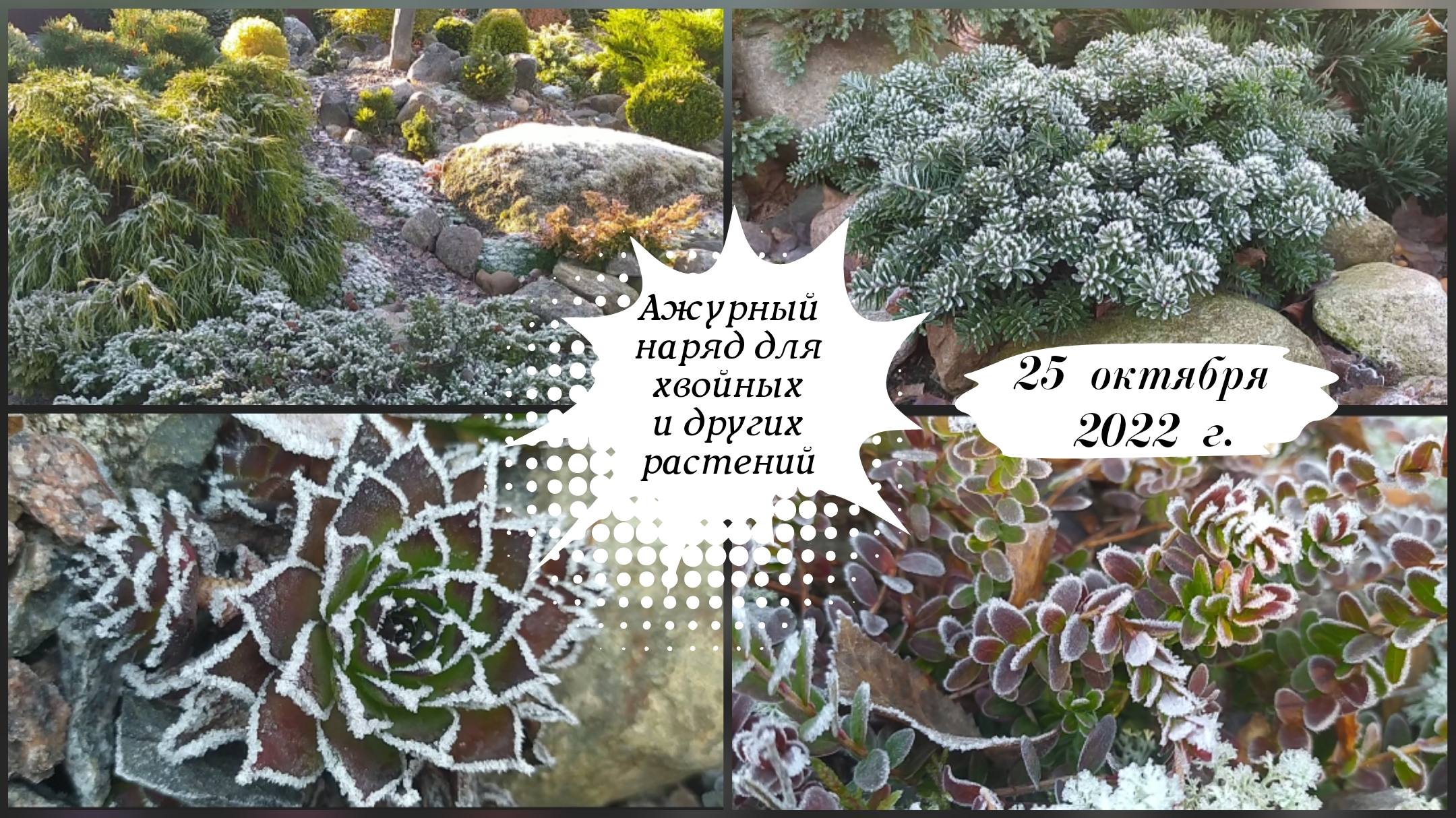 Ажурный наряд для хвойных и других растений (25 октября 2022 г.)