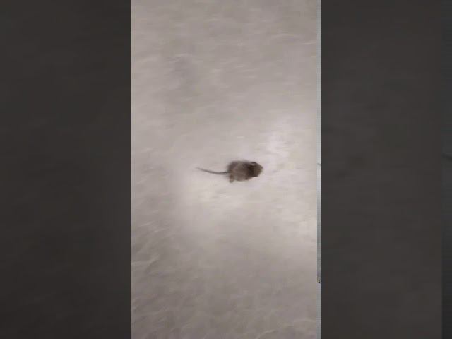 Мышь в Ленте в Волгограде