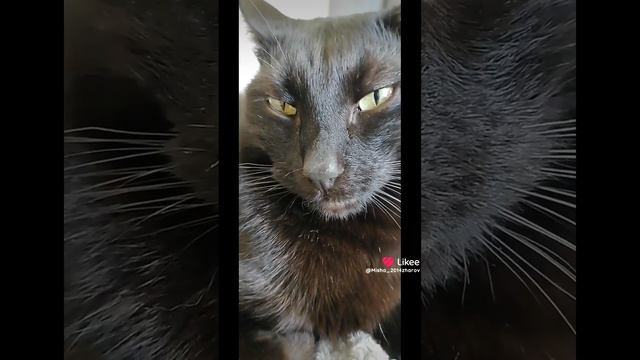 Жизнь Кексика😸 4 часть