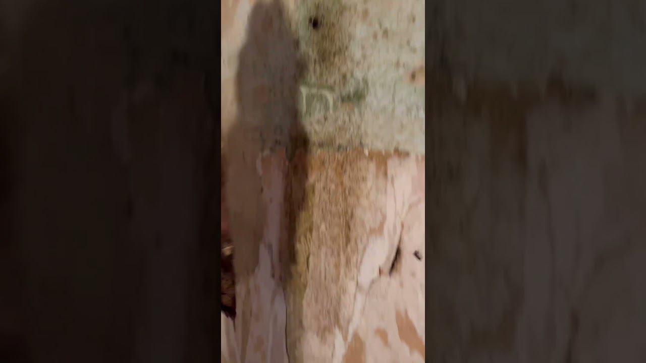 Тараканы в квартире |Подпишись| #тараканы #тараканывквартире