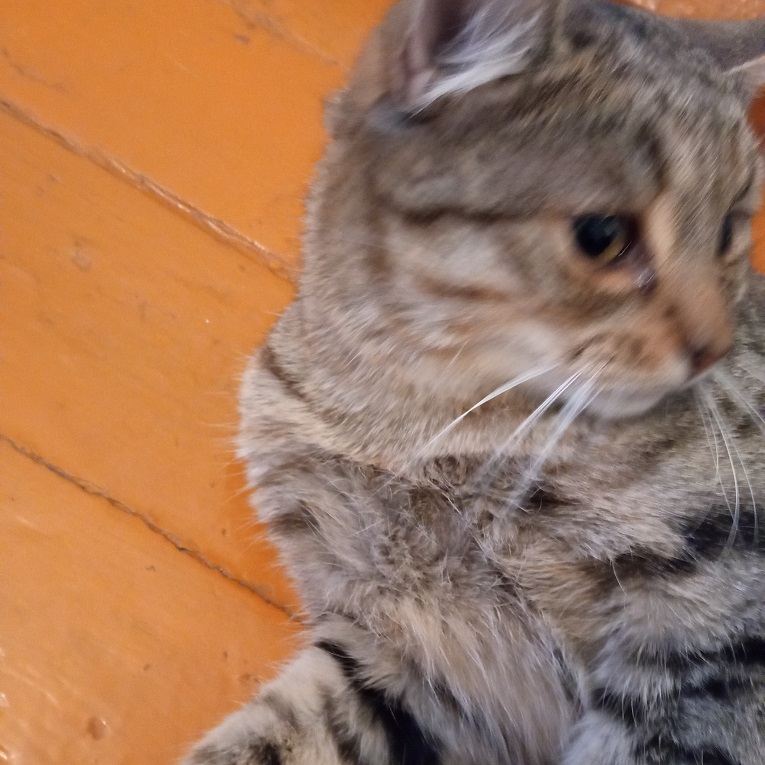 Утренние игры