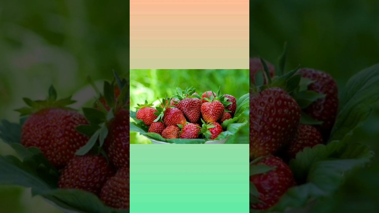 Урок 12. Неприхотливый чудо-сорт клубники! Ищите и пробуйте!