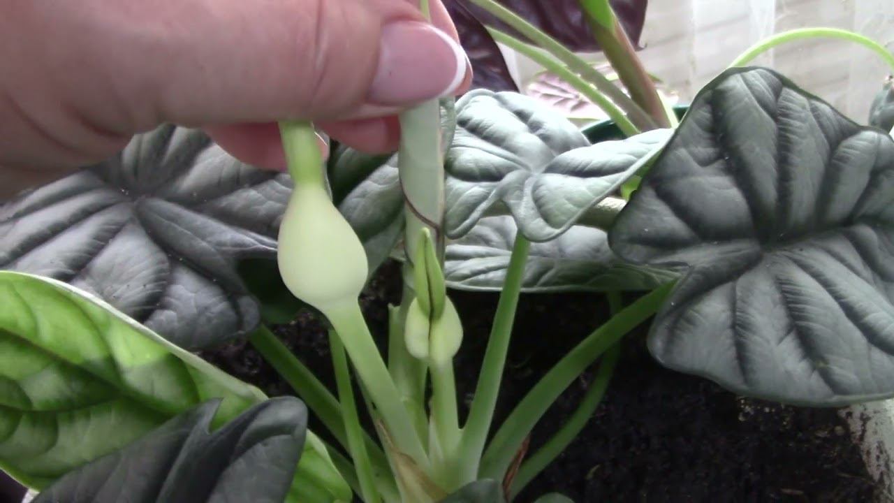 Весной зацвели алоказии.