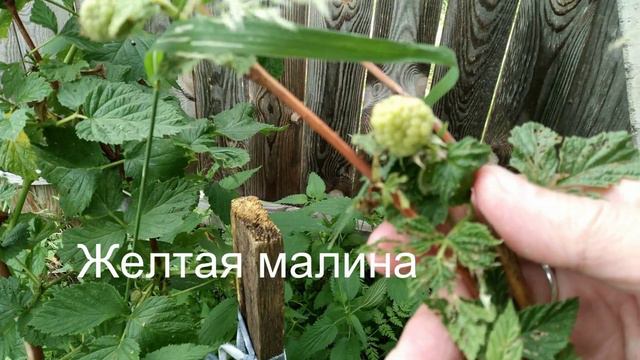 На каких побегах плодоносит желтая малина