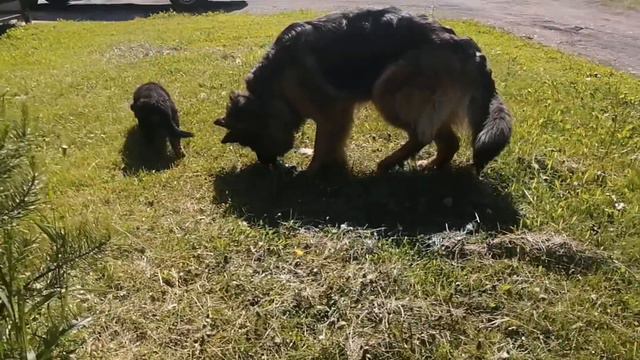 Щенок напал на маму ! Он радует умом и смелостью!