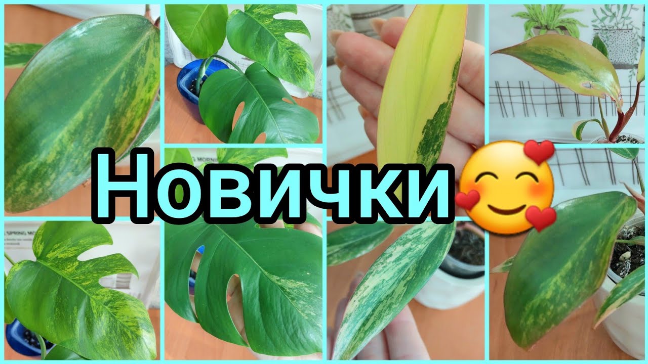 1Новые #растения с #Авито ?Хотелки-мечталки?Ароидные #покупки #филодендрон #монстера #цветы #сорт
