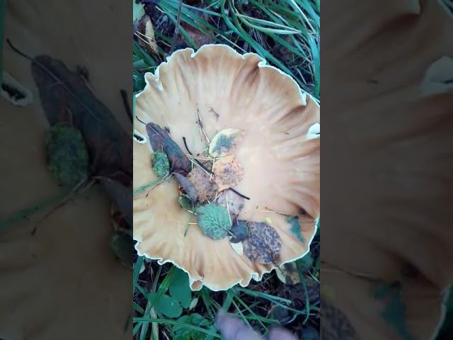 Чудогриб на болоте. Урал. Писанец.