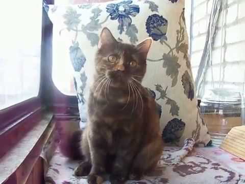 Британские котята из питомника Reign Of Fire.