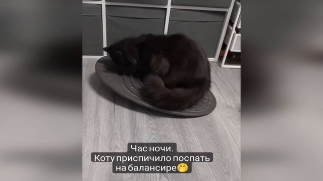 Приколы с животными #3