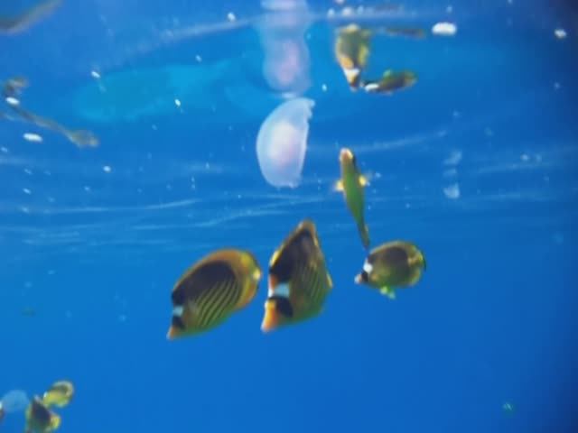 Египет. Шарм эль Шейх. Бухта Рас Ум Эль Сид. Красное море. Подводный мир. Скат Мобула. Осьминог...