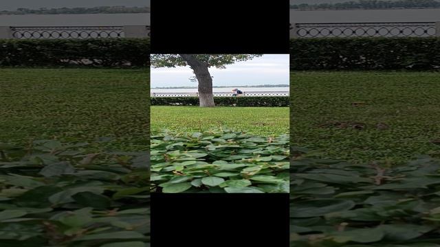 Кормление хлебом стаи воробьев у набы. #воробей #Волга