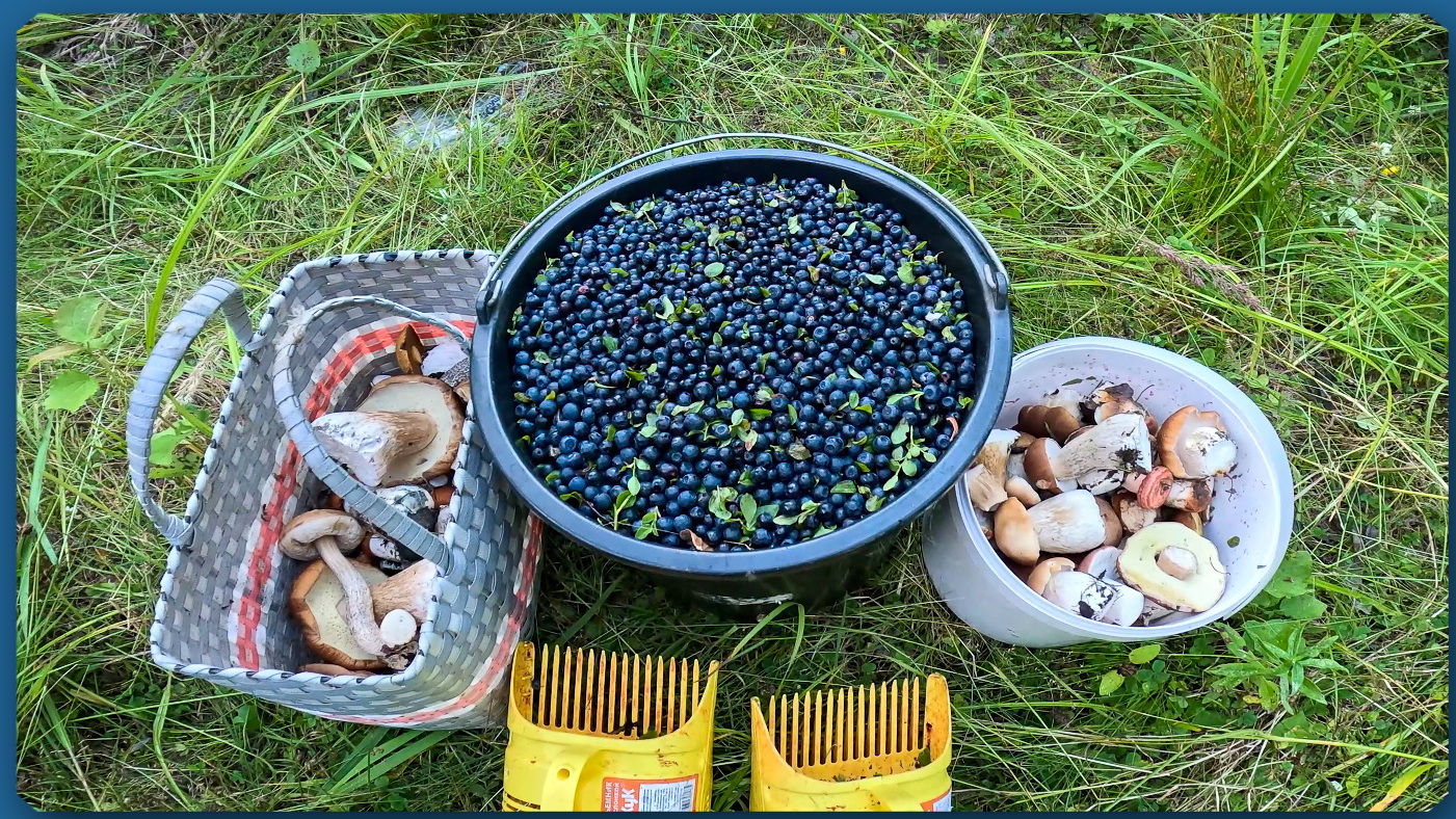 Черничный Рай! Заготовка черники, сезон 2023.