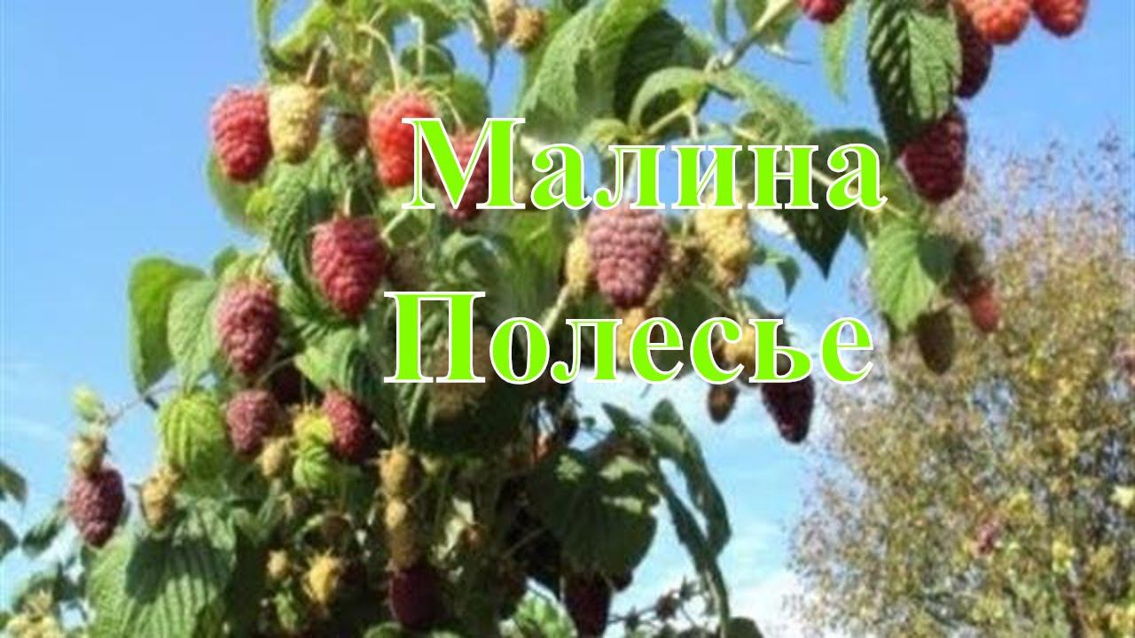 Малина Полесье