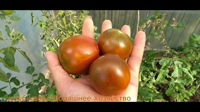 Обзор томата Болото