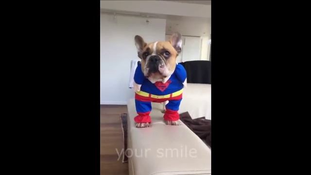 КОТЫ ПРИКОЛЫ | ЛУЧШИЕ ПРИКОЛЫ С ЖИВОТНЫМИ | ТОПОВАЯ ПОДБОРКА