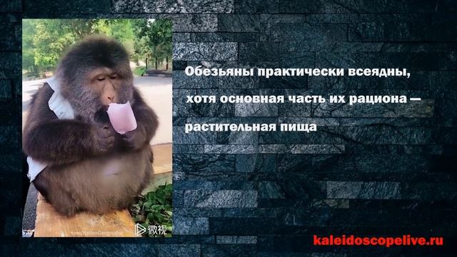 Обезьяны практически всеядны, хотя основная часть их рациона — растительная пища