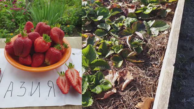 Спасите клубнику весной от болезней и вредителей. Листья не убирать. Урожайность фантастическая.