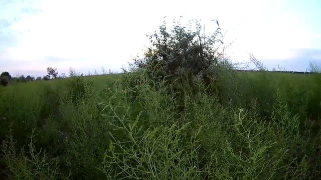 Степь. Вечер.Звуки природы.