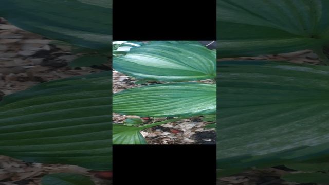 хоста WAR PAINT