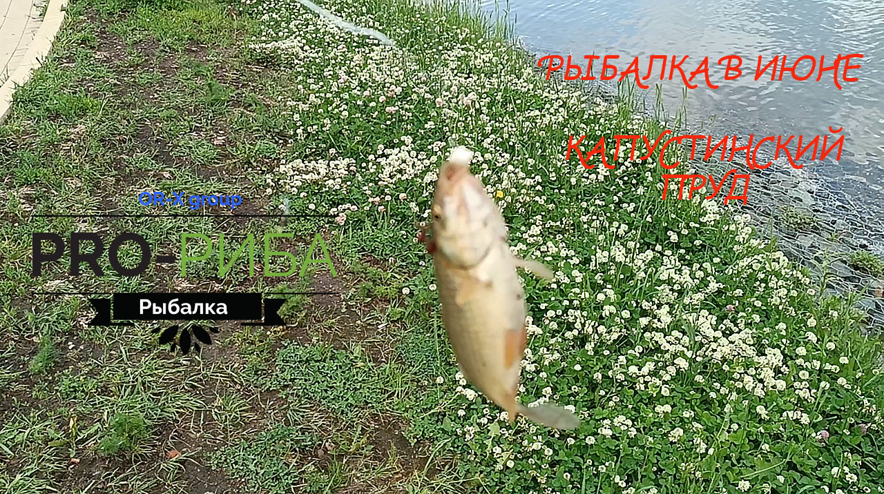 Pro-Риба | #Рыбалка в июне