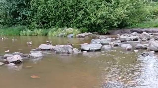 Эва на охоте.