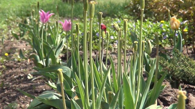 Тюльпаны - дивные весенние цветы