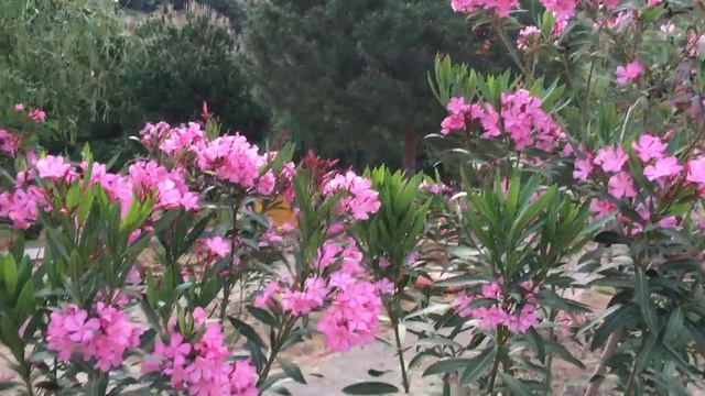 Работа с Руническими Ставами Советы Светлана ВЕДА