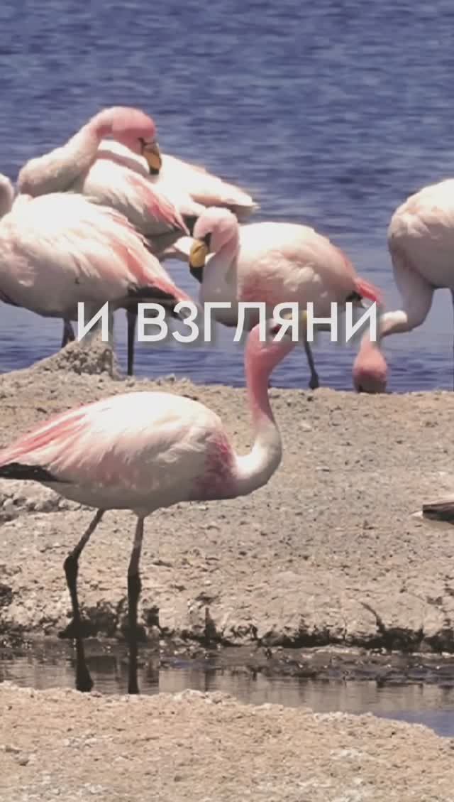 Брачный сезон у фламинго. Боливия.