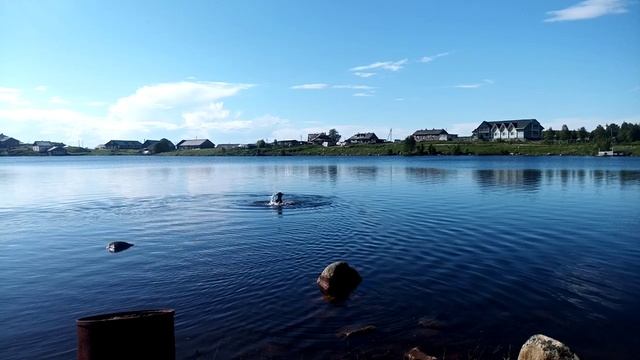 Соловки-2022 Ева купание