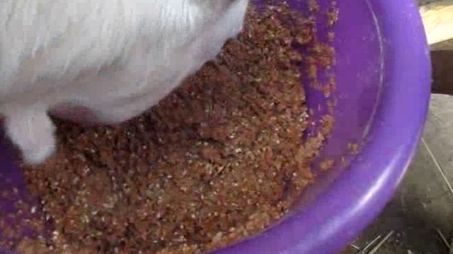 как кушает козлёнок в 3 месяца