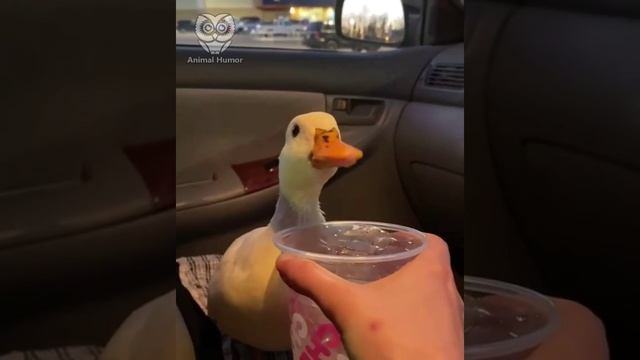 - Мне пожалуйста со льдом!