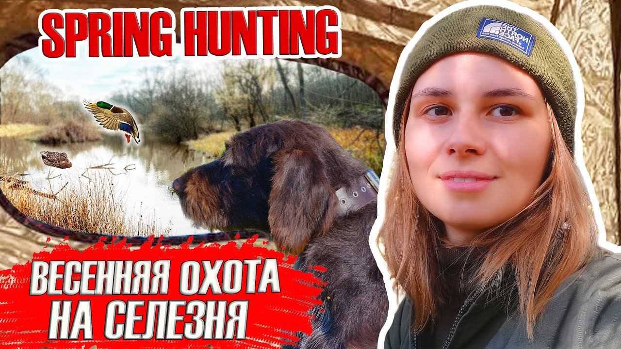 Весенняя охота на селезня с подсадной уткой 2023 / Spring drake hunting with decoys 2023