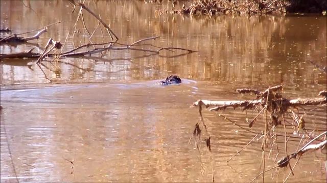 уплыл и не попрощался