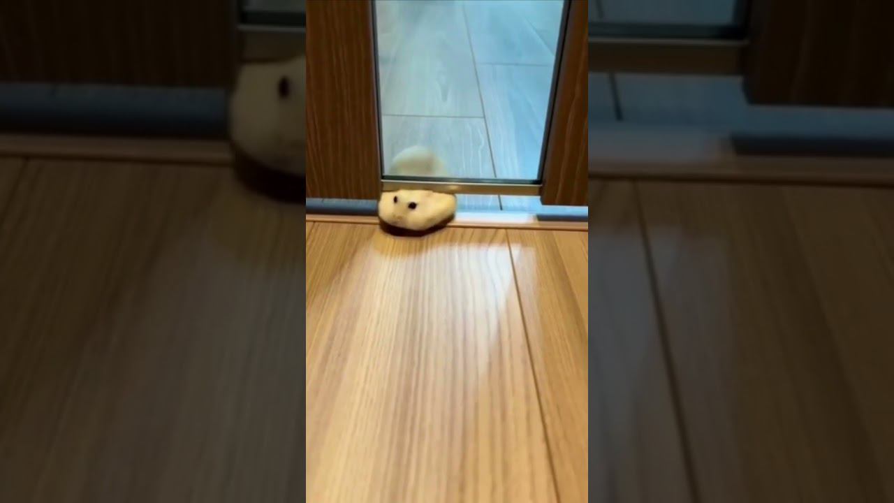 Смешные животные/ Никогда не сдавайся!  #shorts #животные #кошки #собаки  #животные