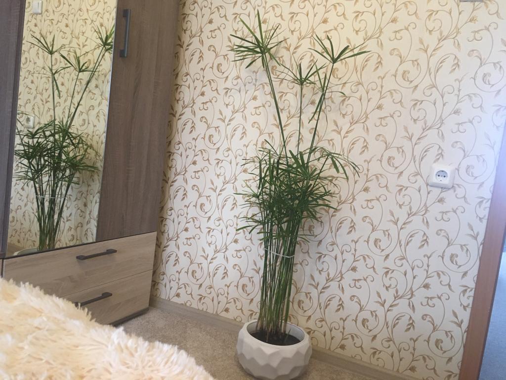 ЦИПЕРУС размножение! ?