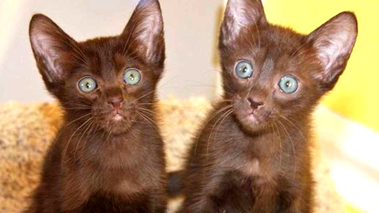 Кошка Гавана: история происхождения, характеристики породы и особенности содержания