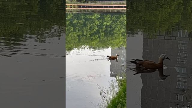 Что за Птица такая ? Утя ! Пруд для Уток !