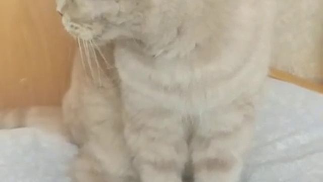 Кот ложится спать на хозяйскую кровать