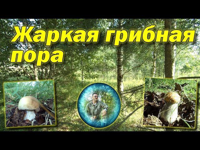 Жаркая грибная пора. Грибы кругом!